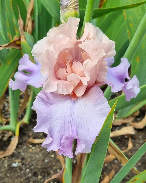Fashionista - Annie's Irises
