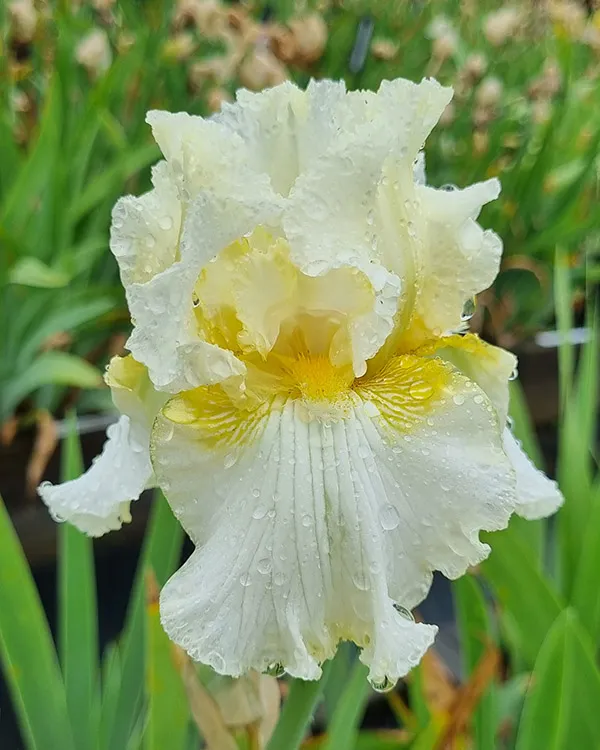 Material Girl - Annie's Irises