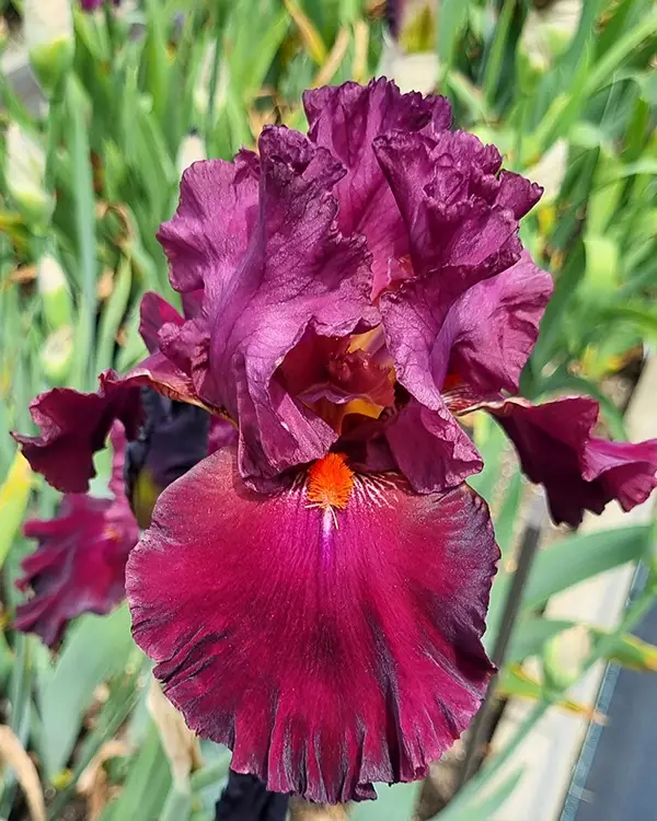 Picante - Annie's Irises