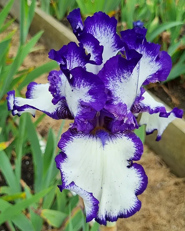 Rare Treat - Annie's Irises