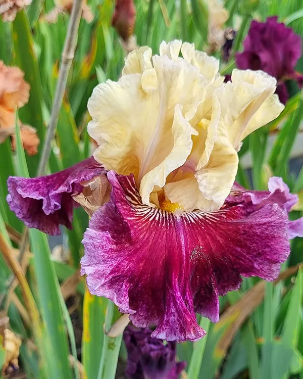 Royal Harlequin - Annie's Irises
