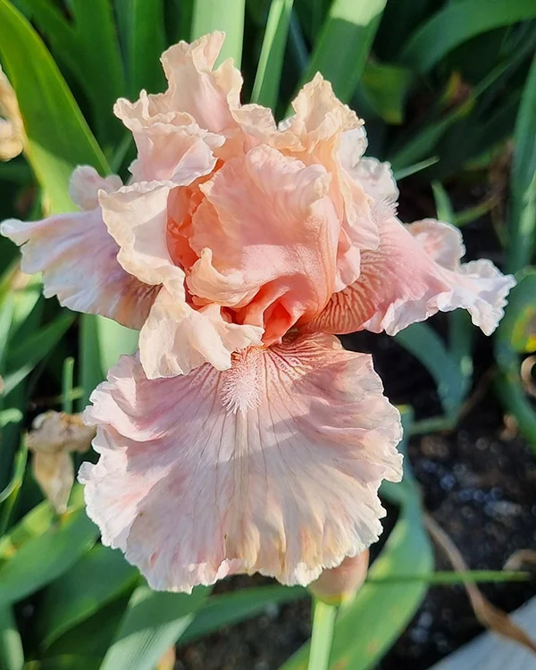 Shy Girl - Annie's Irises