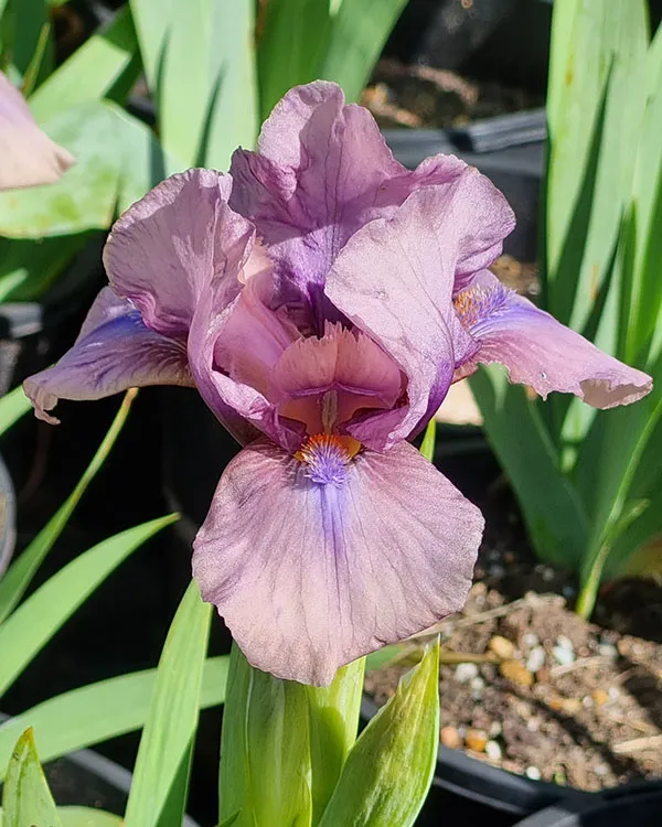Smokey Pieces - Annie's Irises