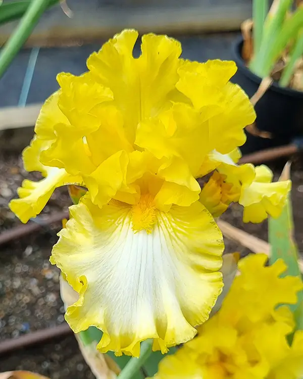 Sunny Bubbles - Annie's Irises
