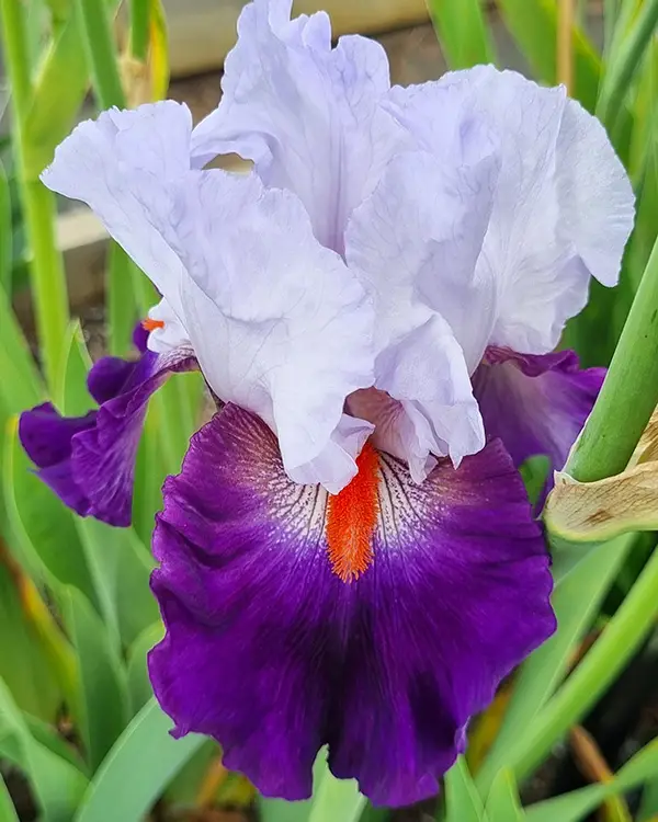 Team Spirit - Annie's Irises
