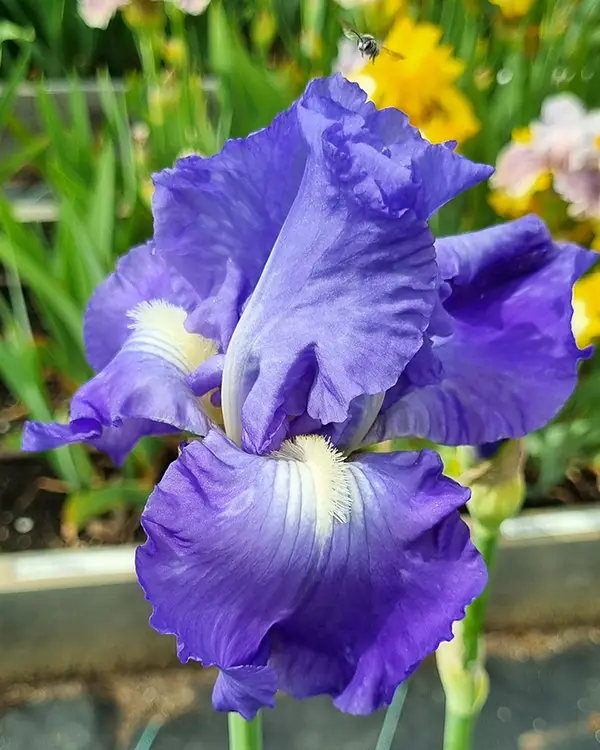 Victoria Falls - Annie's Irises